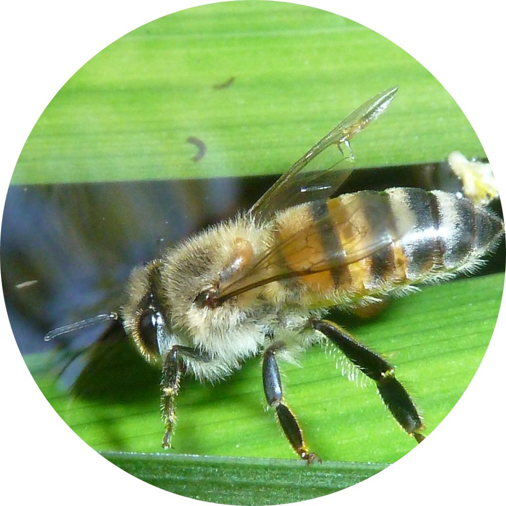 Africanized Honeybees - Flow Hive EU