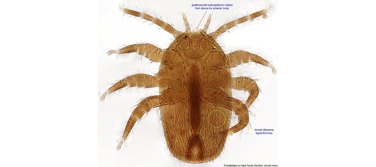Tropilaelaps Mites - Flow Hive EU