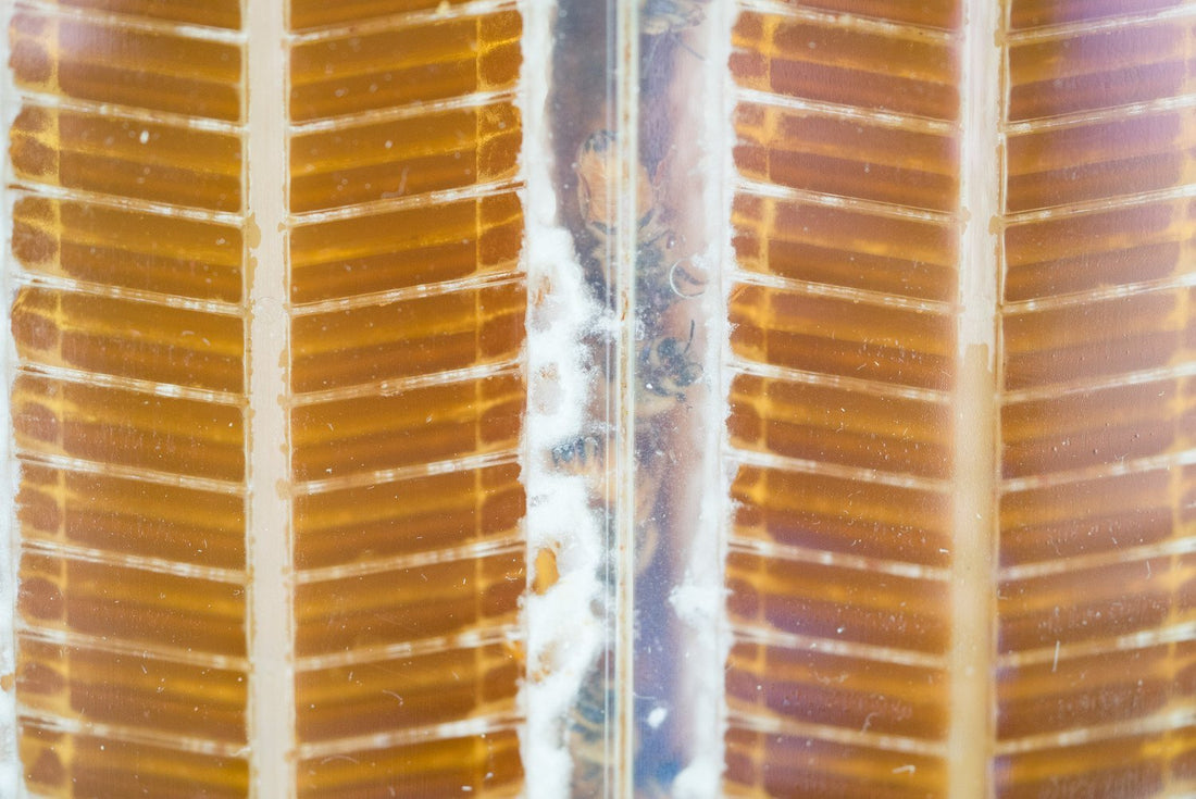 Flow Frames l Flow Hive Honey On Tap Beehive Europe - Flow Hive EU